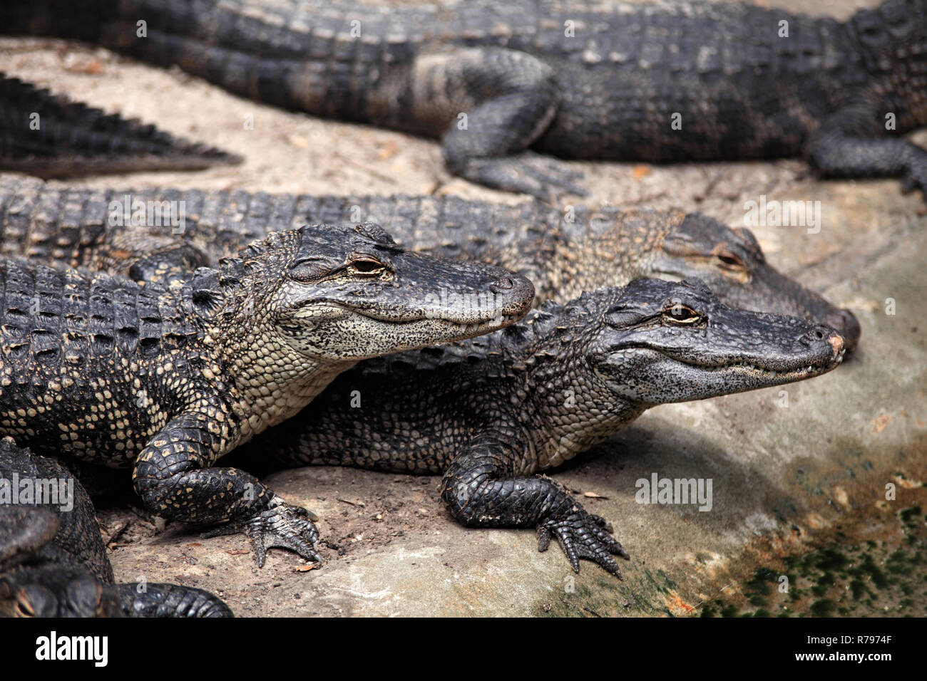 Alligator animal big hi-res stock photography and images - Alamy