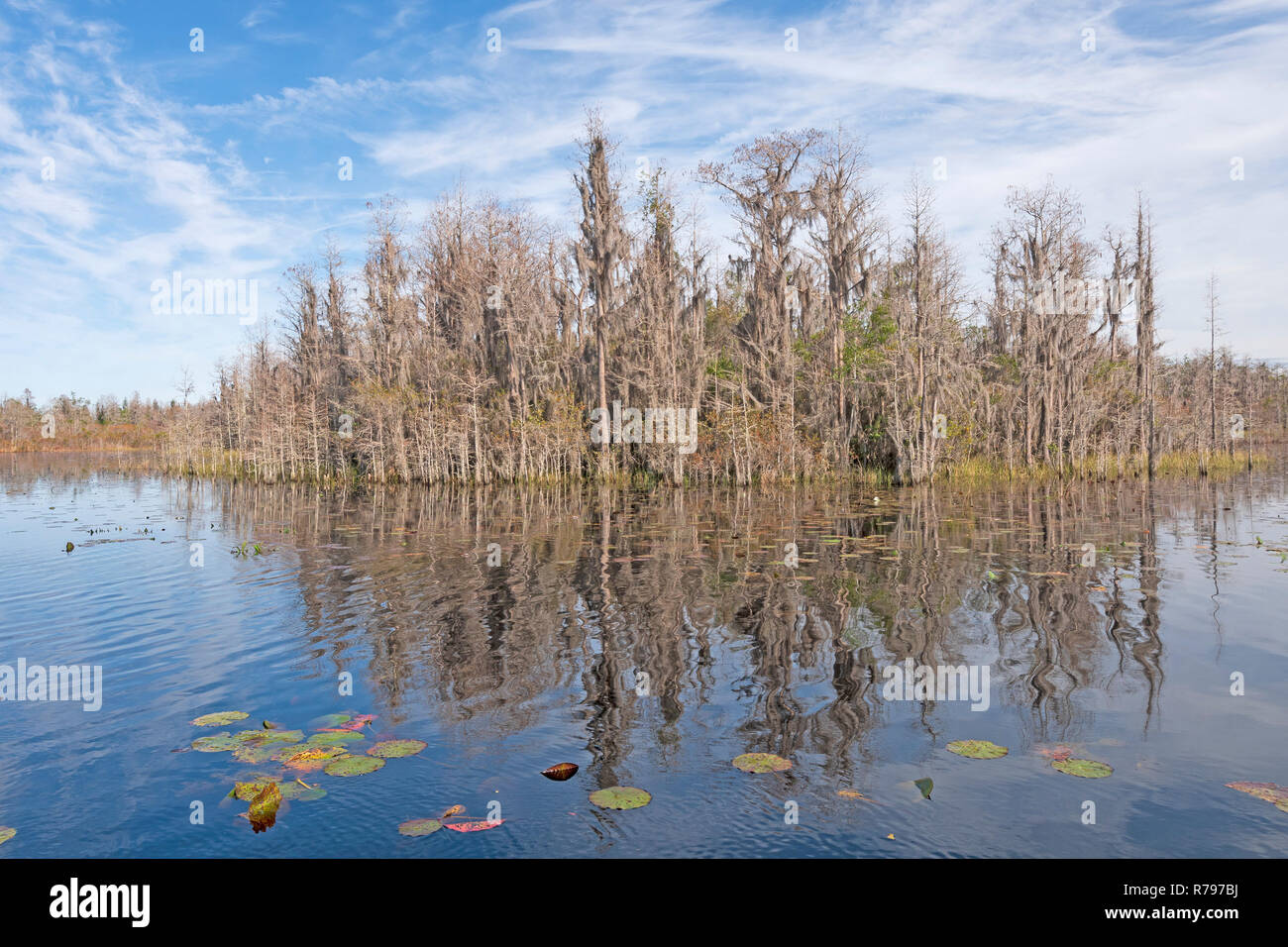 Hummock in a Remote Swamp Stock Photo - Alamy