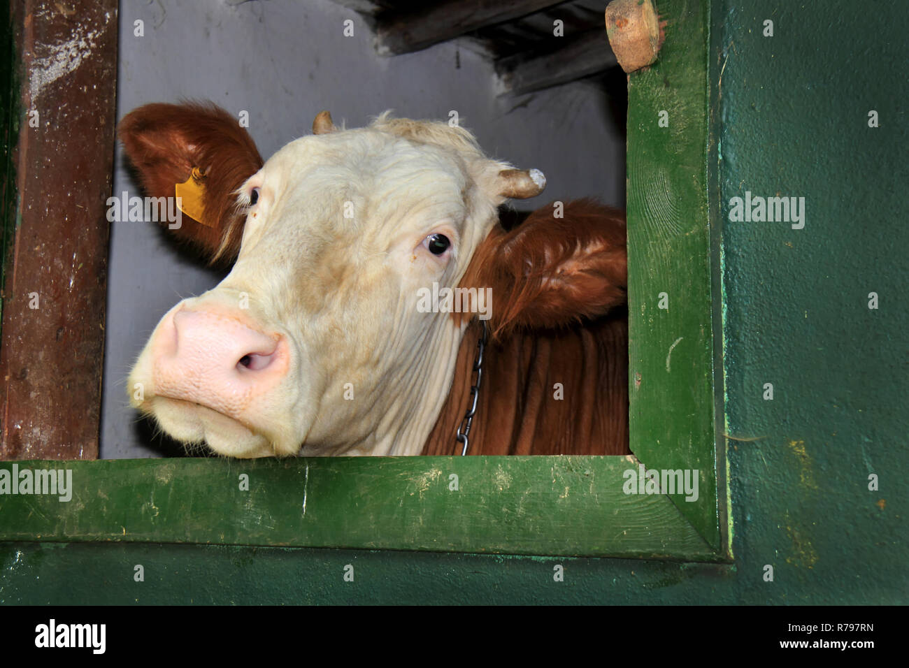 cow in stable Stock Photo - Alamy