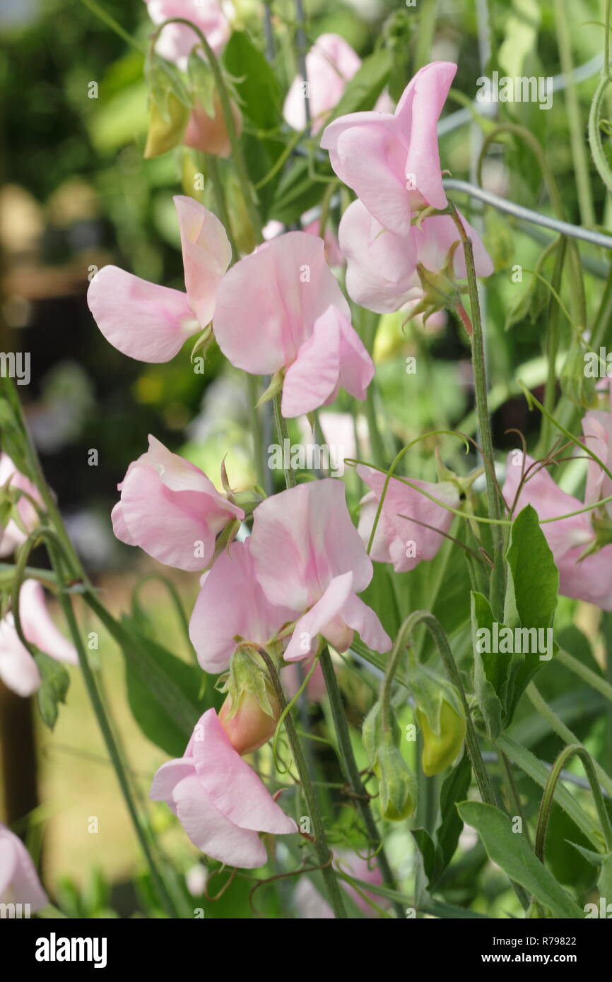 Lathyrus spencer sweet pea hi-res stock photography and images - Alamy