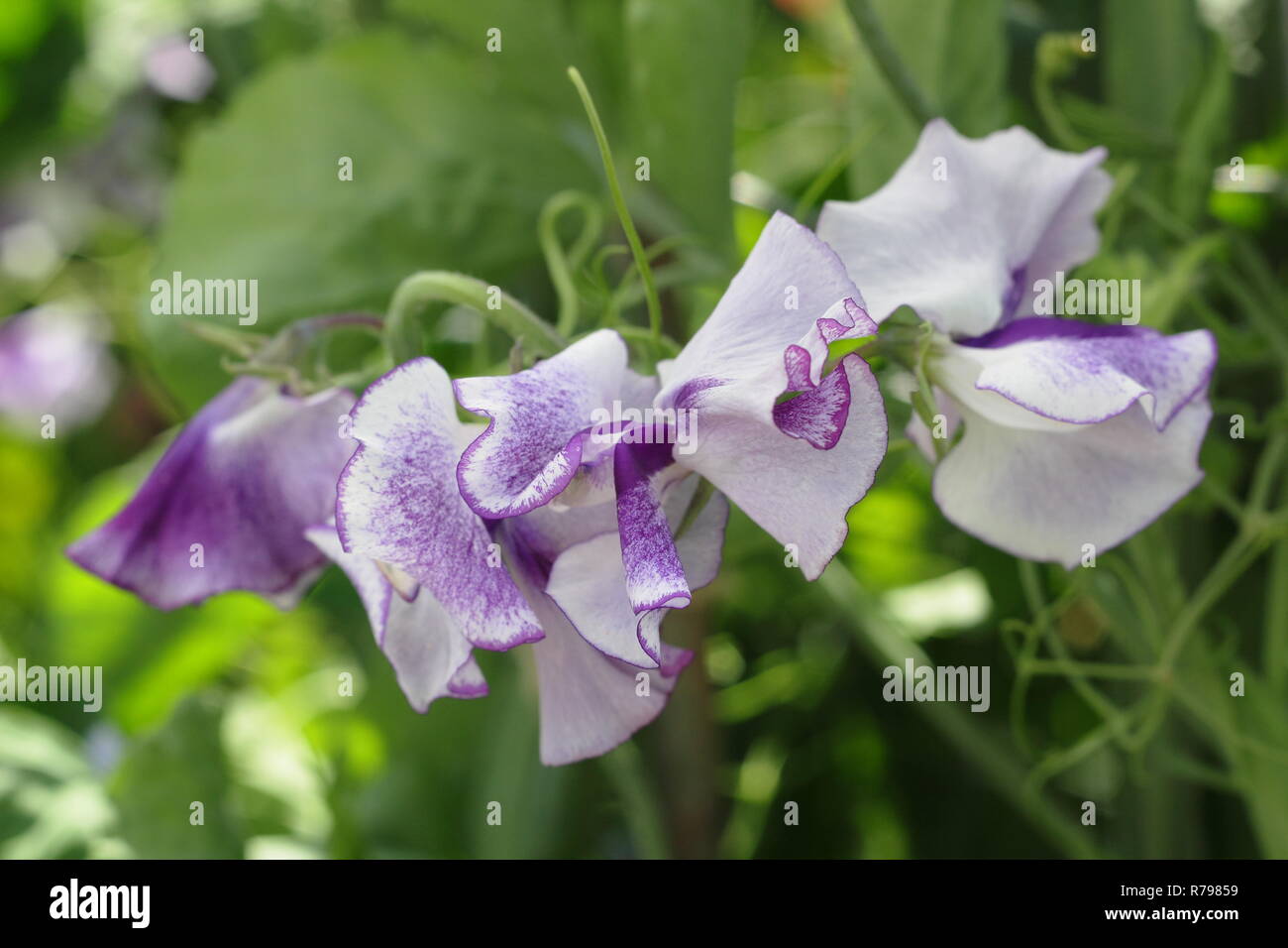 Lathyrus odoratus. Sweet pea 'Frances Kate' flowers, UK Stock Photo - Alamy