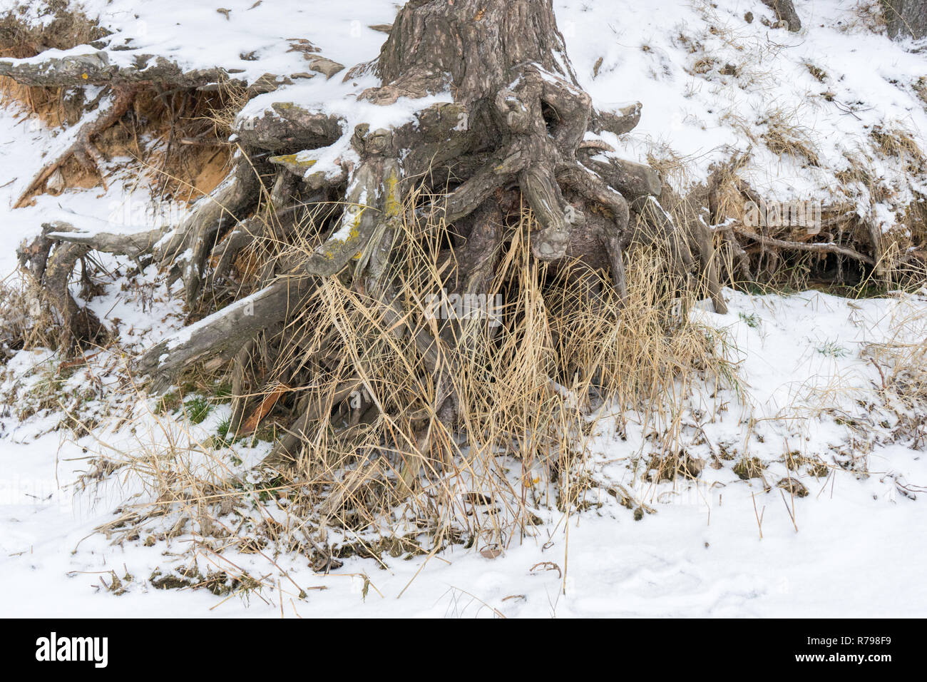 Pine trees with gnarled roots growing on the slope exposed to soil ...