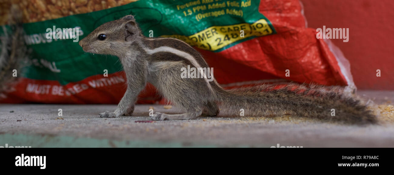 Real squirrel hi-res stock photography and images - Alamy