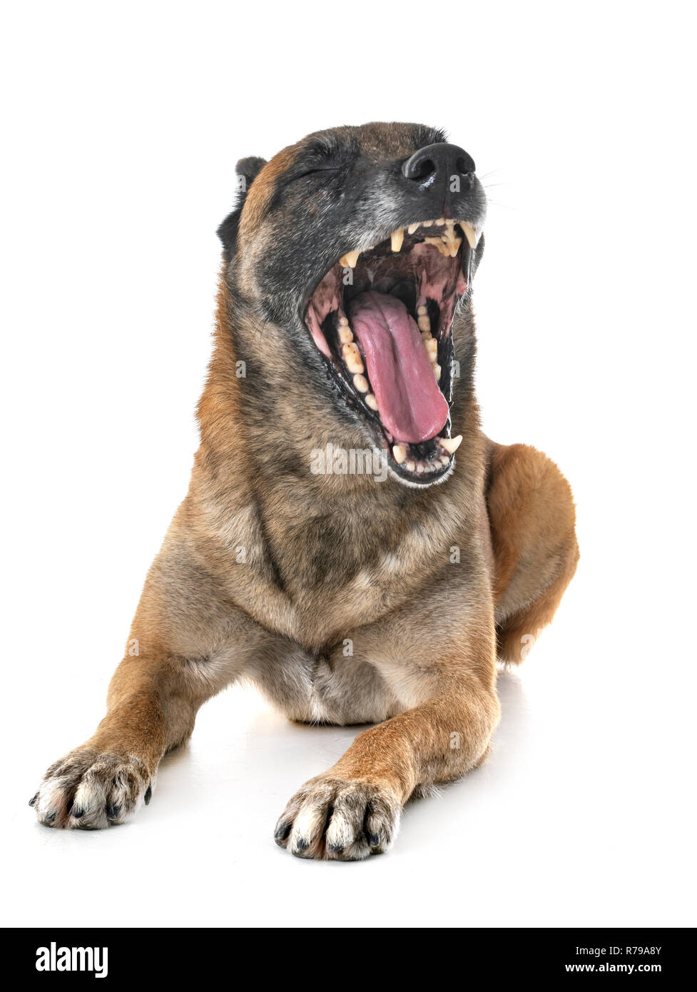 Senior malinois Cut Out Stock Images & Pictures - Alamy