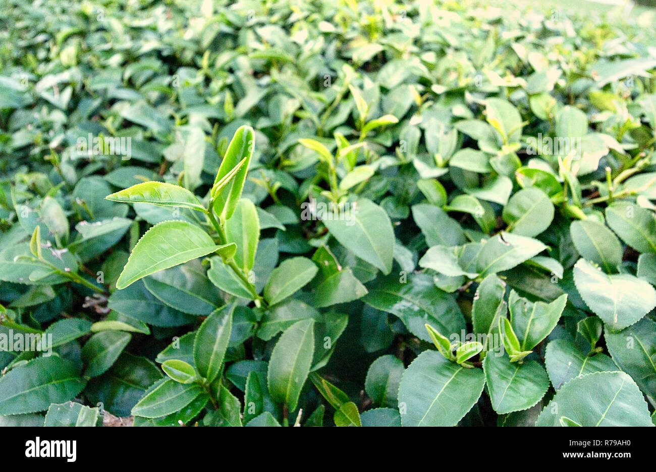 Young tea leaf hi-res stock photography and images - Alamy