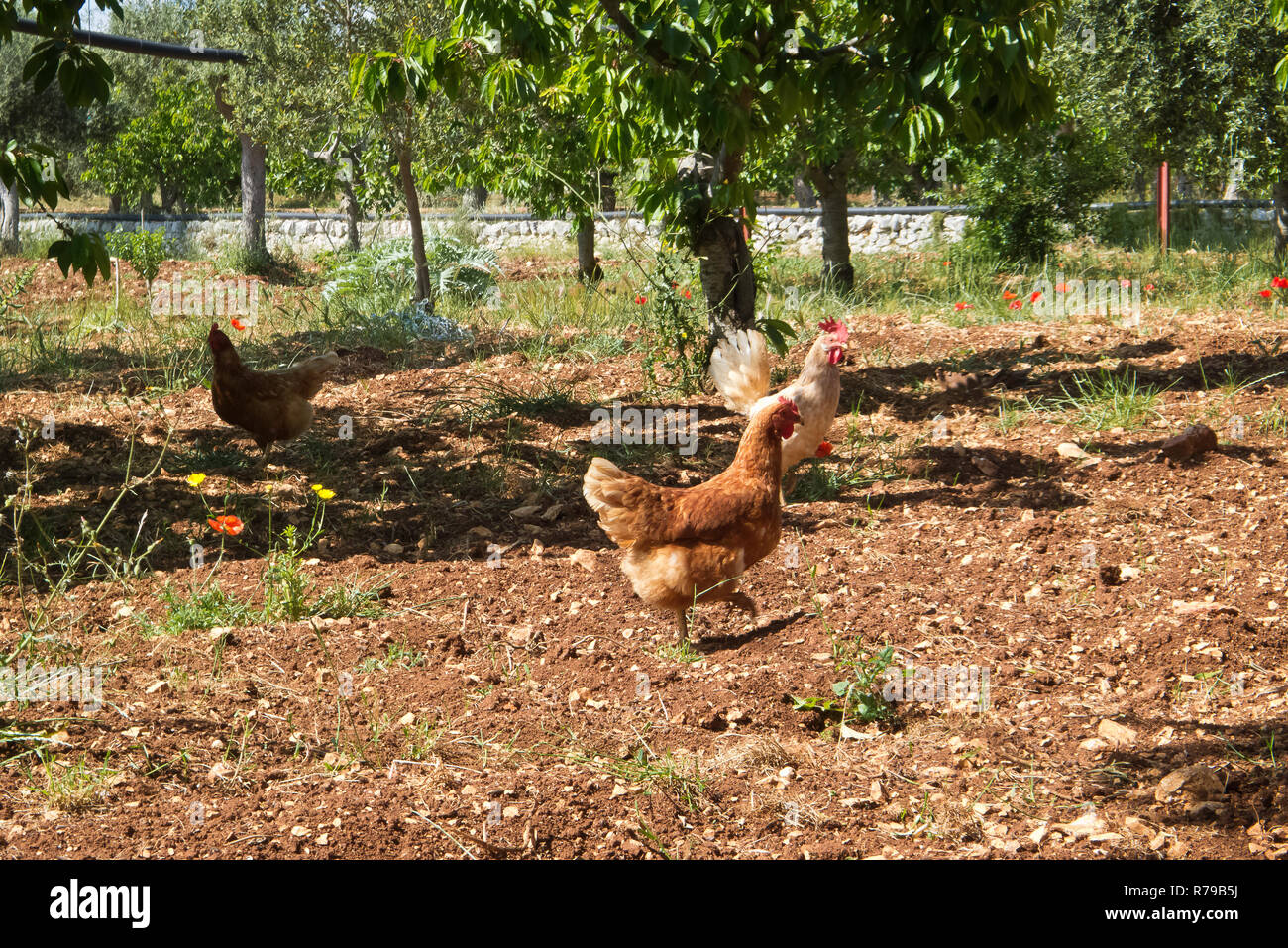 hens outdoor that eating worms of the land Stock Photo - Alamy