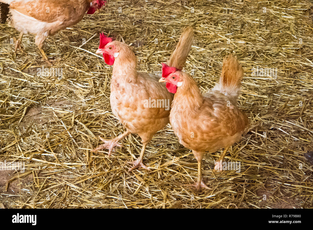 Hens field hi-res stock photography and images - Alamy