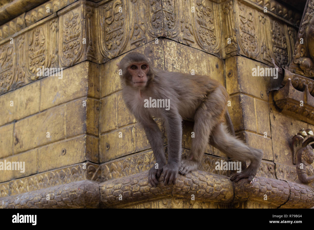 temple monkey on the golden steps of swambhunath Stock Photo - Alamy
