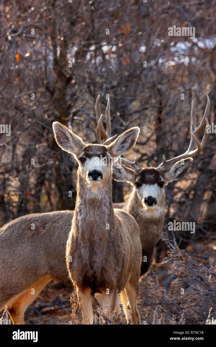 Cold spring morning in hi-res stock photography and images - Alamy