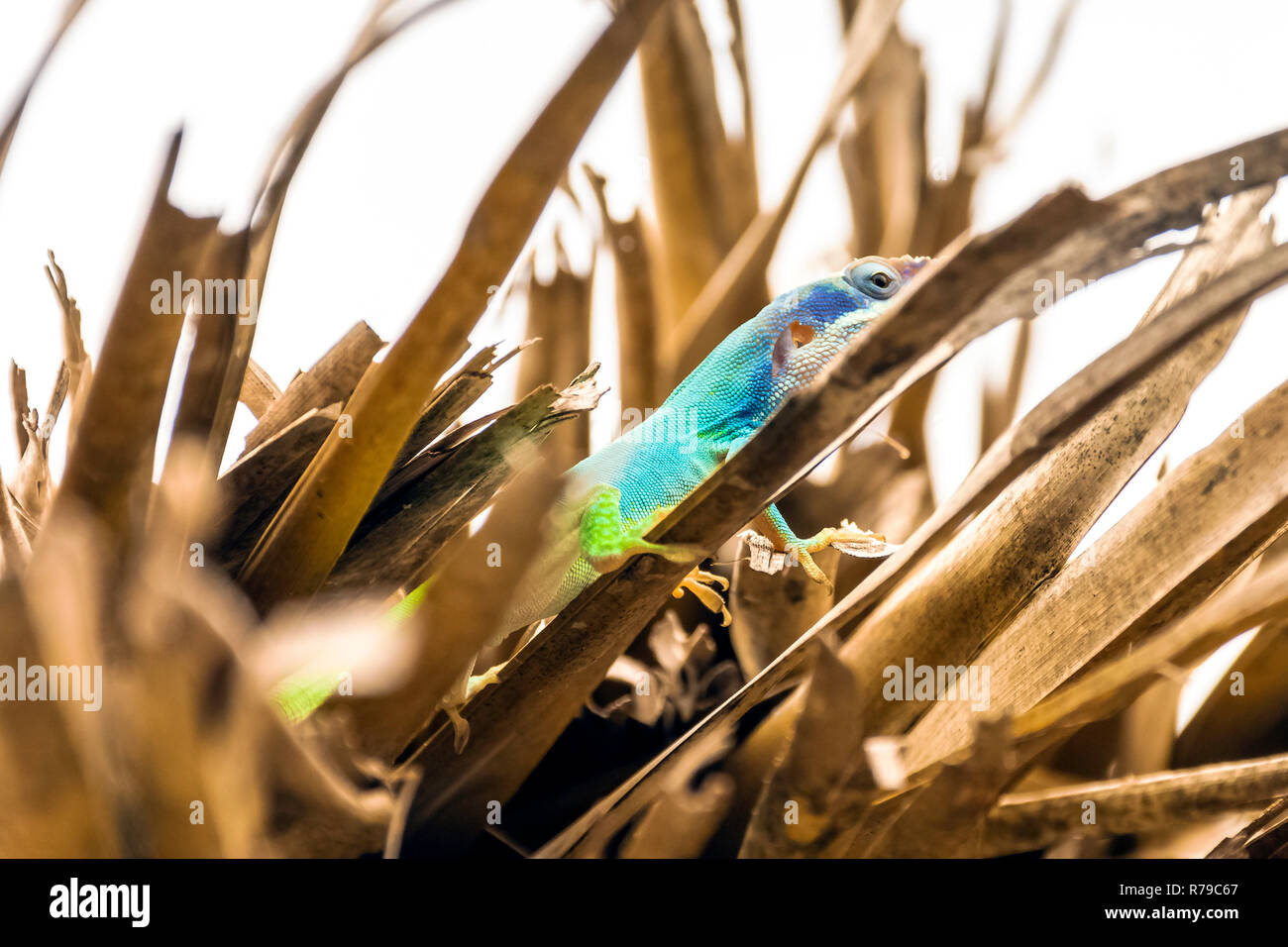 Cuban male lizard Allison's Anole (Anolis allisoni), also known as the ...