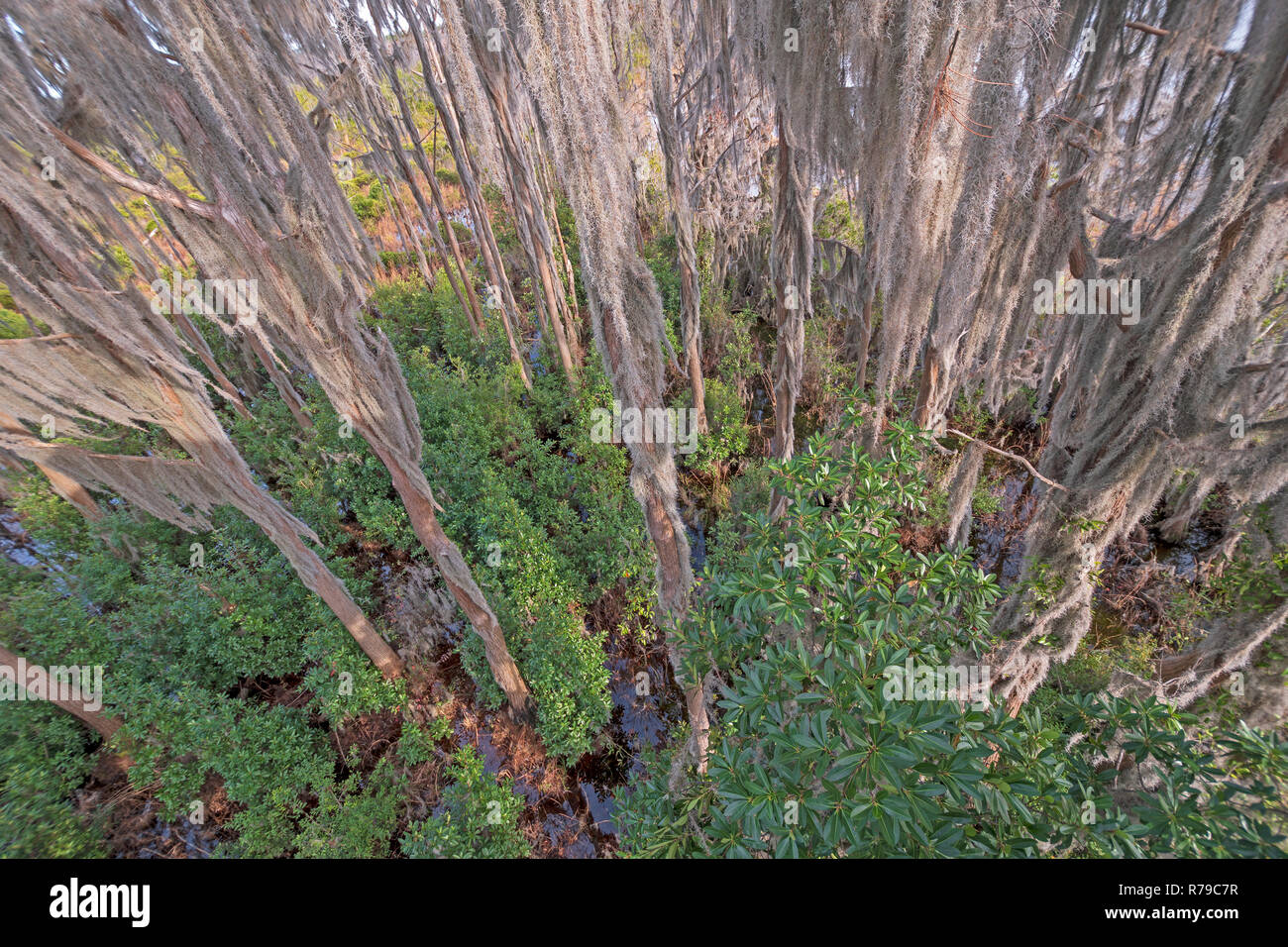 Okefenokee swamp moss hi-res stock photography and images - Alamy
