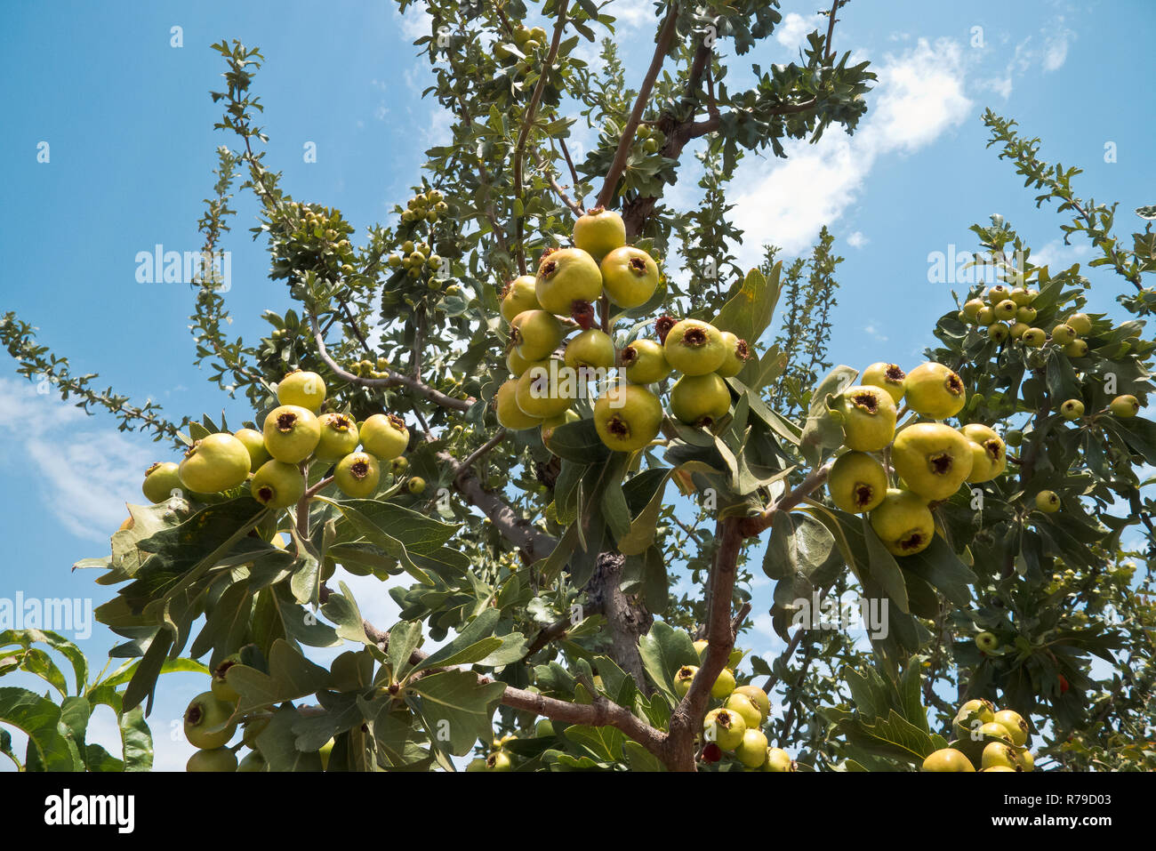 nashi tree with harvest in ripening Stock Photo - Alamy
