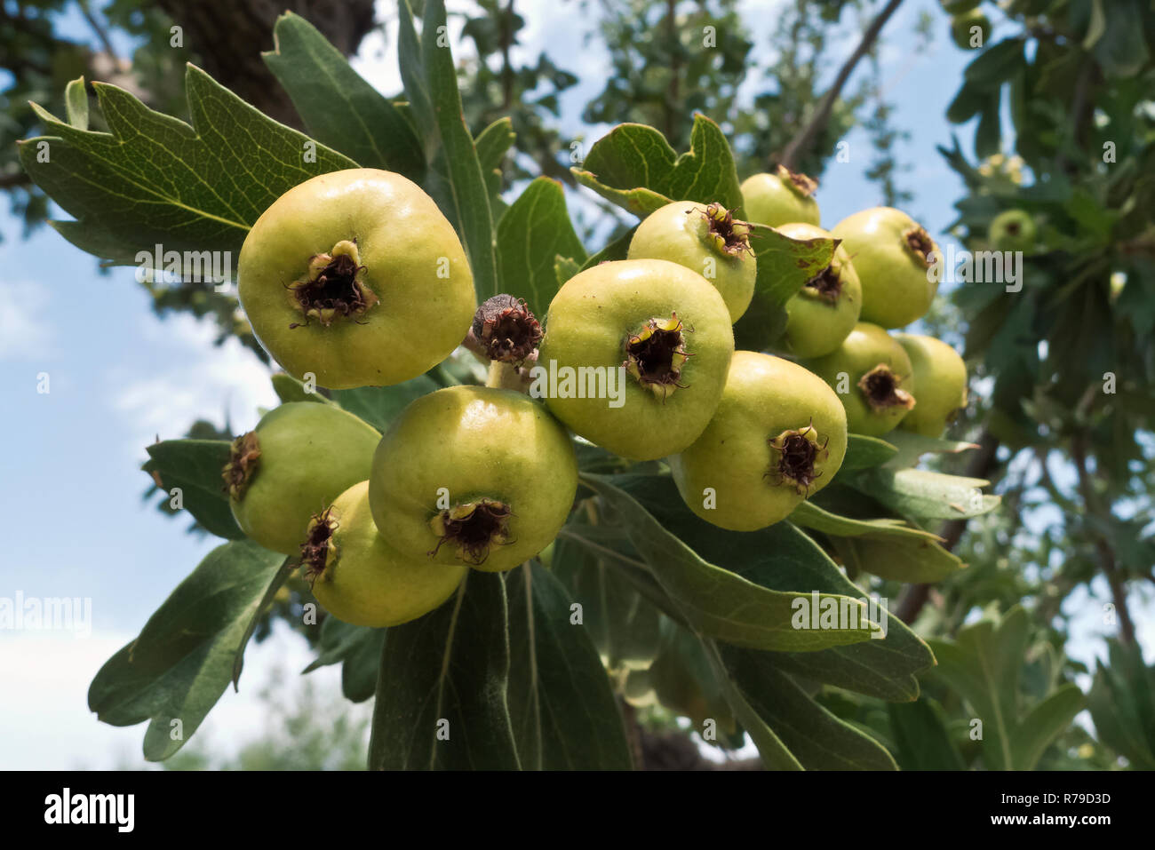 nashi tree with harvest in ripening Stock Photo - Alamy