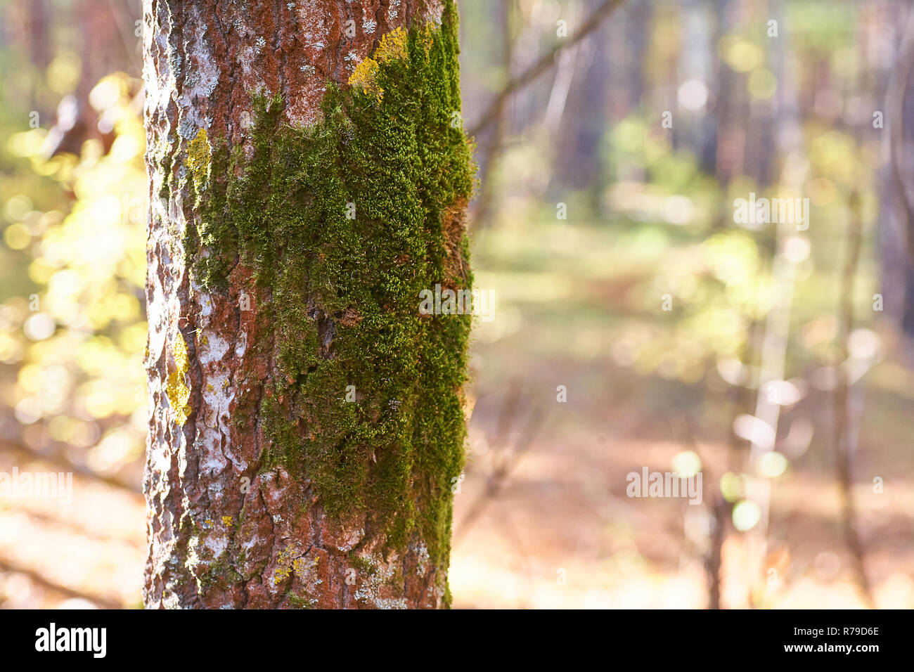 Expanding tree hi-res stock photography and images - Alamy