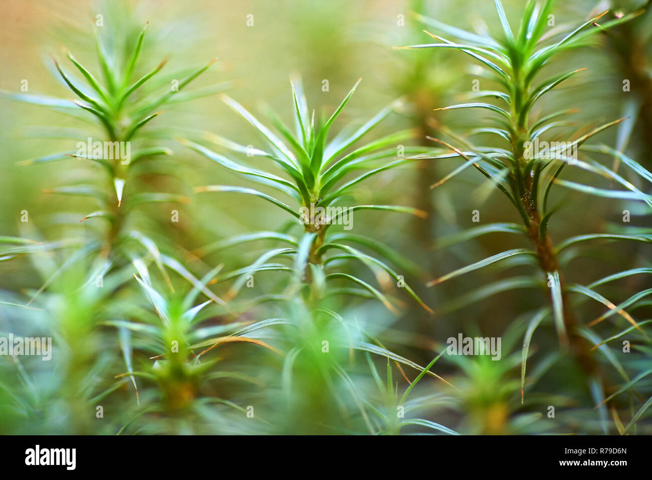 Young shoots of grass, plants. Nature Background Stock Photo - Alamy