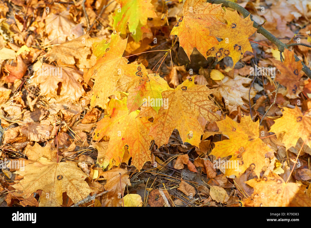 Autumn background foliage grunge hi-res stock photography and images ...