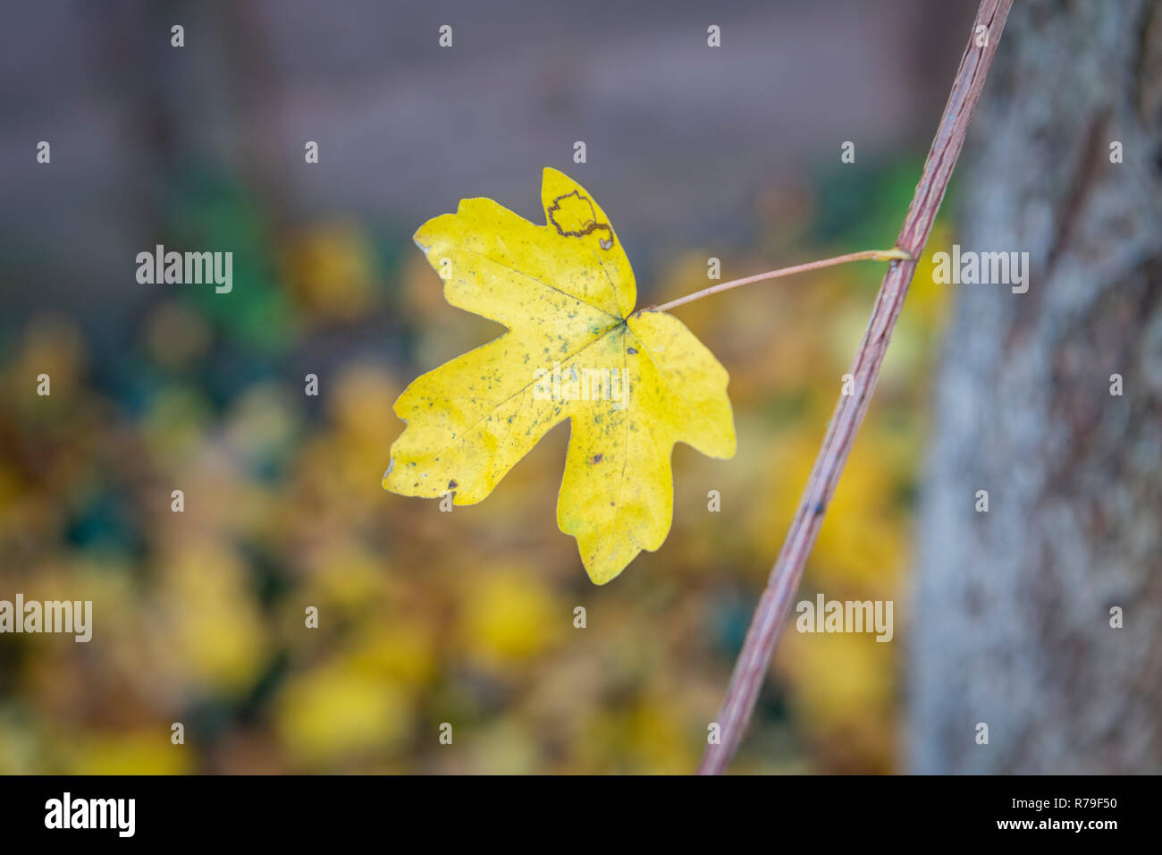 Field maple autumn leaf hi-res stock photography and images - Alamy