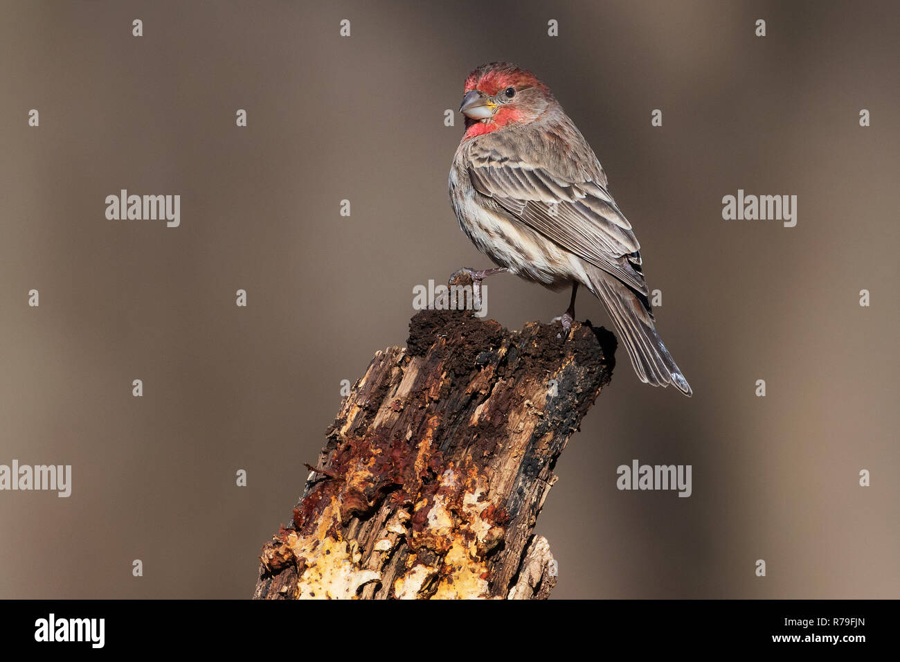 Perched house hi-res stock photography and images - Alamy