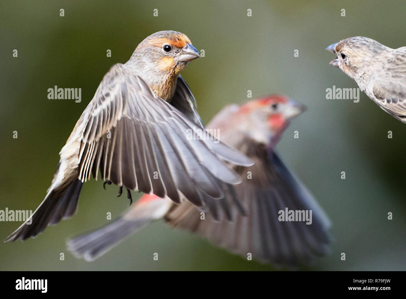 House finch hovering flight Stock Photo - Alamy