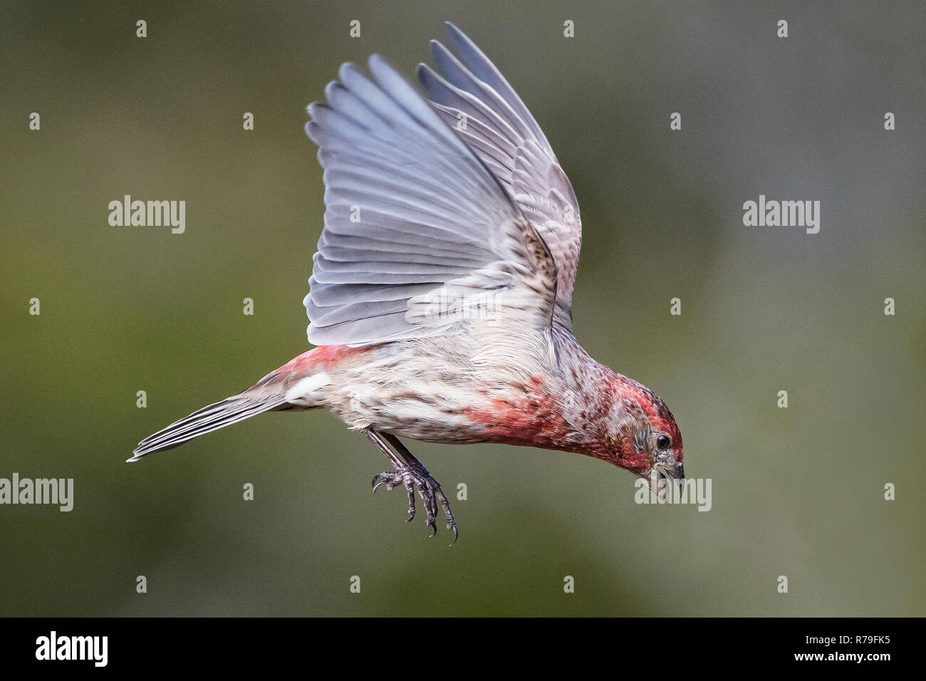 Finch Bird Flying