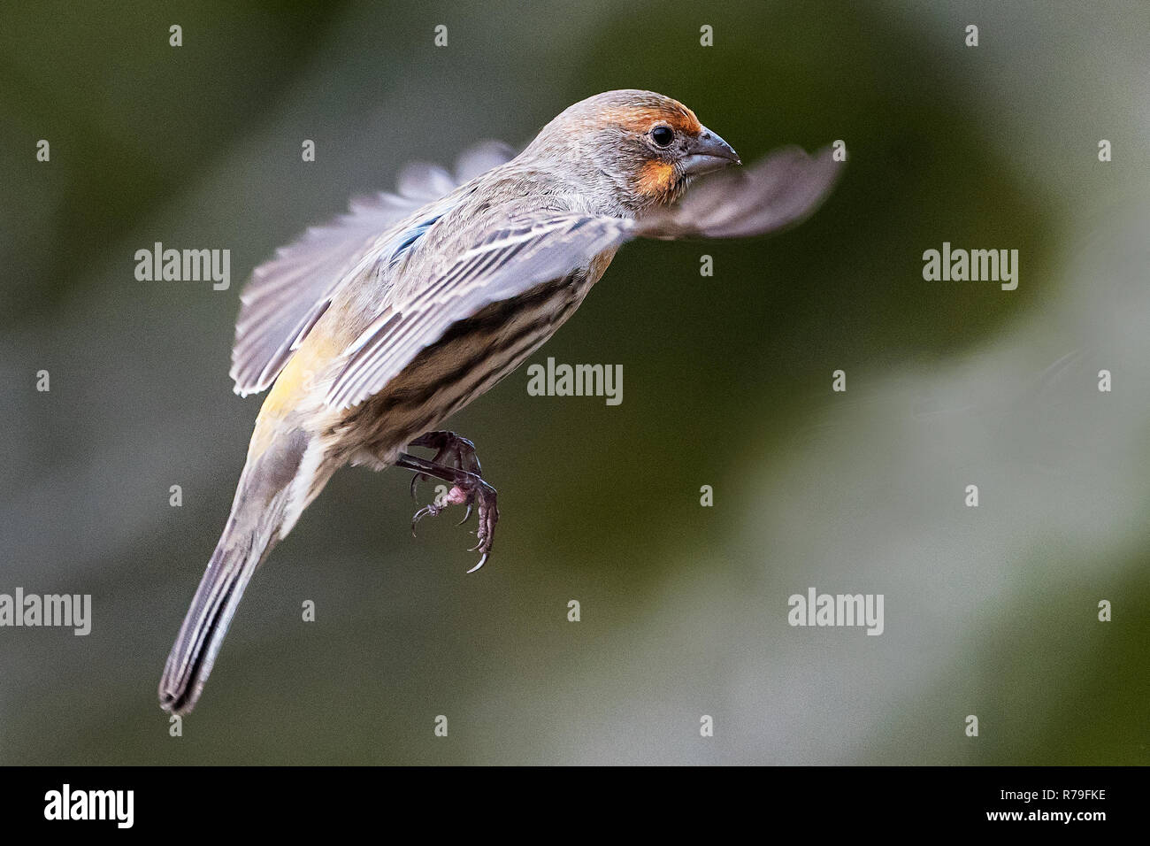 House finch hovering flight Stock Photo - Alamy