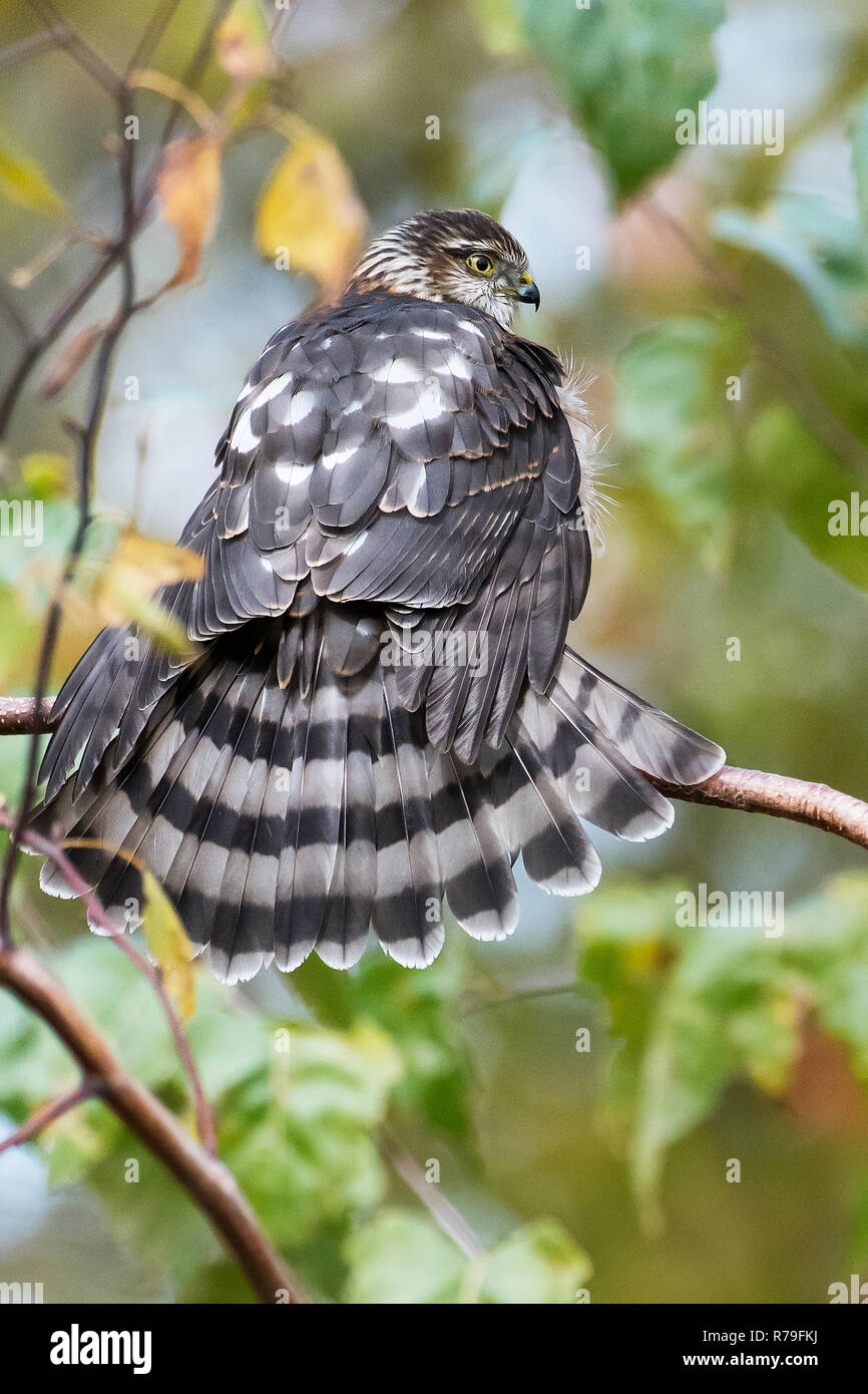 Sharp-shinned hawk perched among autumn foliage Stock Photo - Alamy