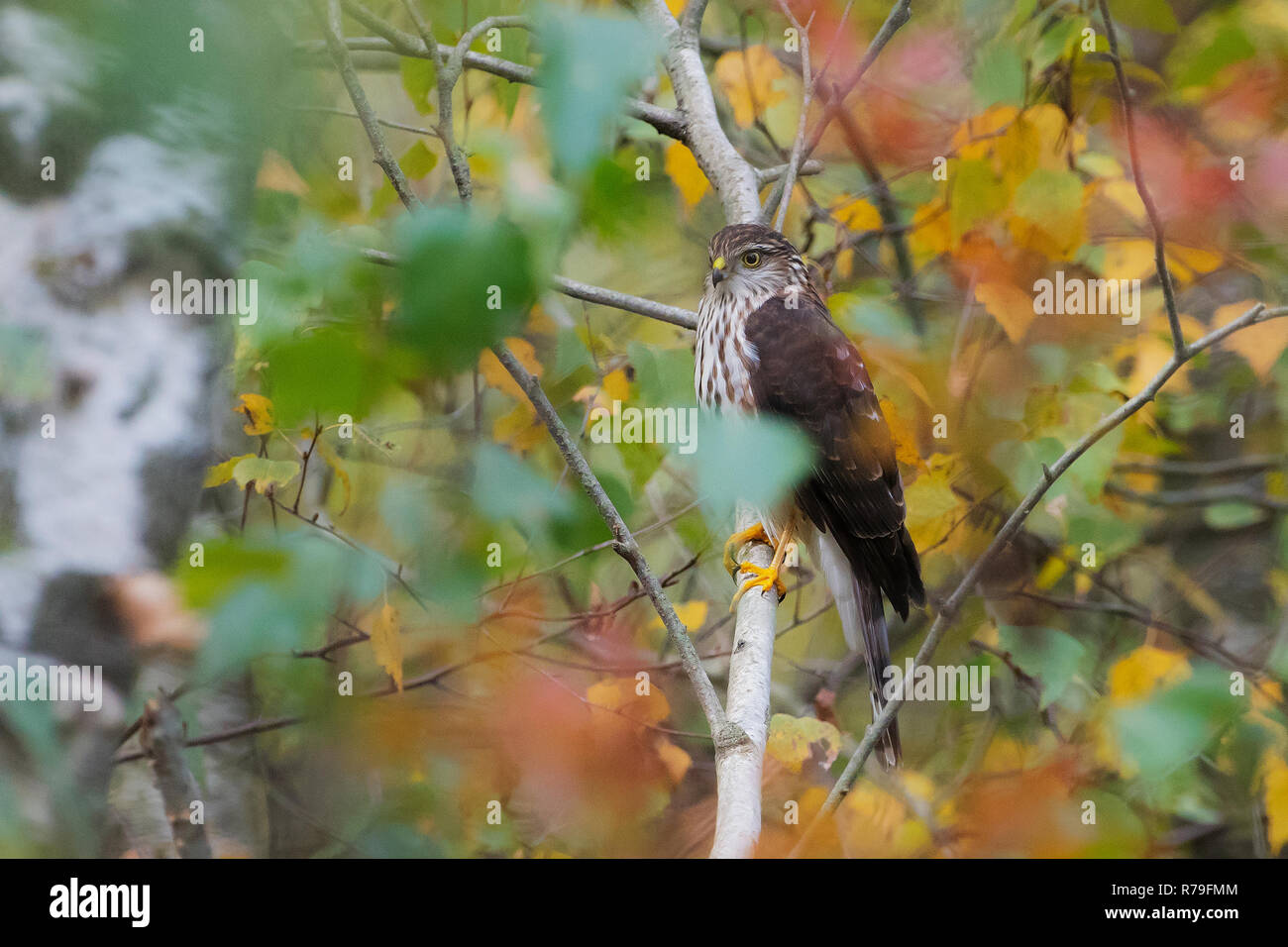 Sharp-shinned hawk perched among autumn foliage Stock Photo - Alamy