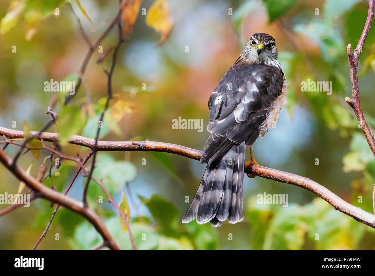 Sharp shinned hawk hi-res stock photography and images - Alamy
