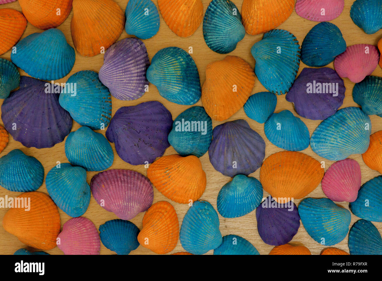 Closeup of colorful sea shells in different shapes Stock Photo - Alamy