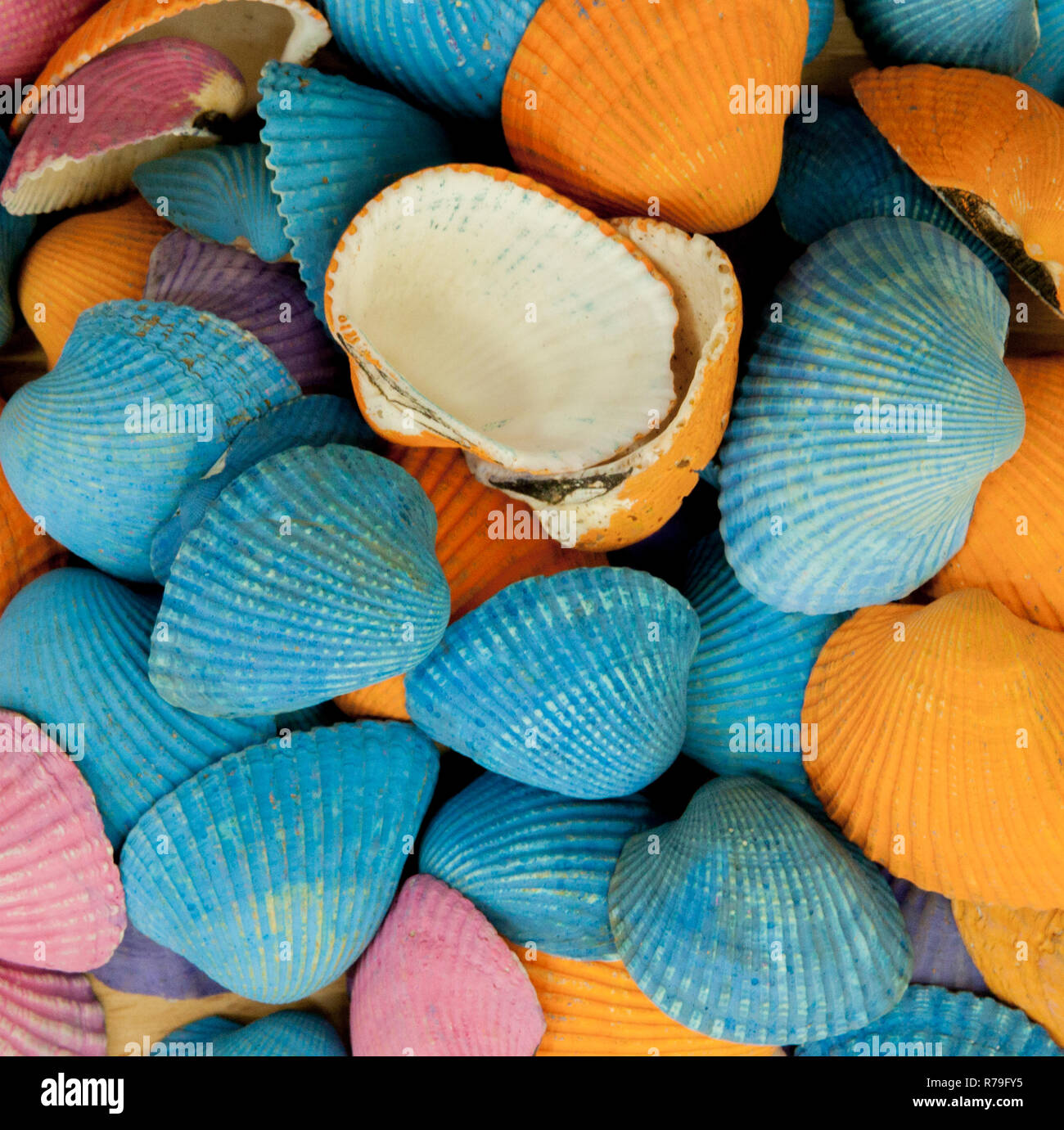 Closeup of colorful sea shells in different shapes Stock Photo - Alamy
