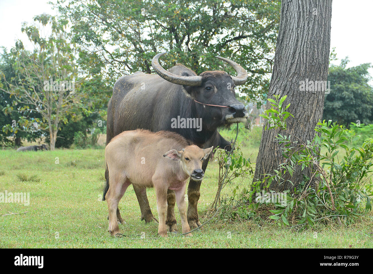 Buffalo grass hi-res stock photography and images - Alamy