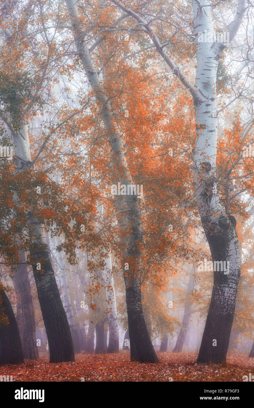 White tree trunks hi-res stock photography and images - Alamy