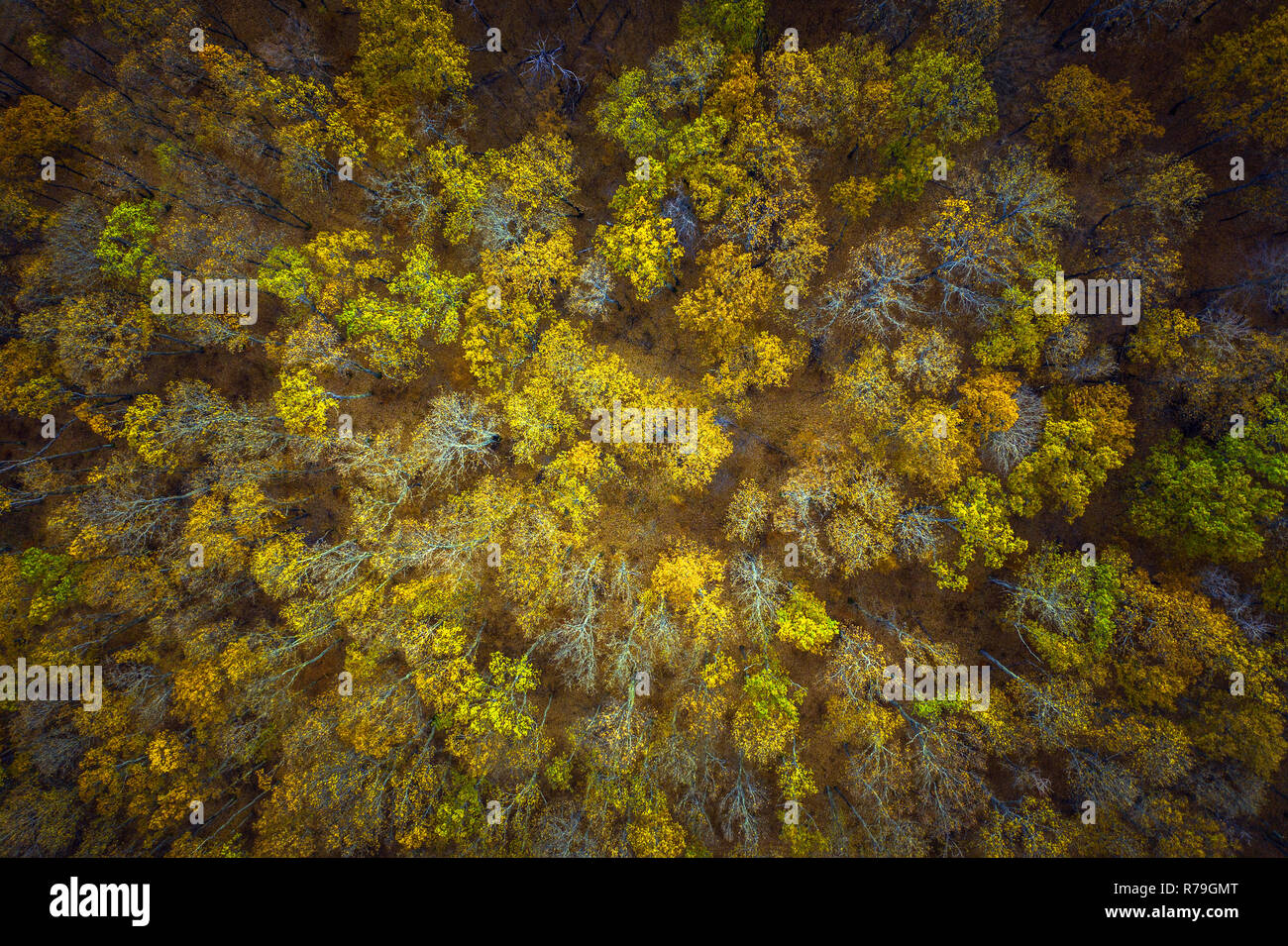 Aerial view tree canopy over hi-res stock photography and images - Alamy