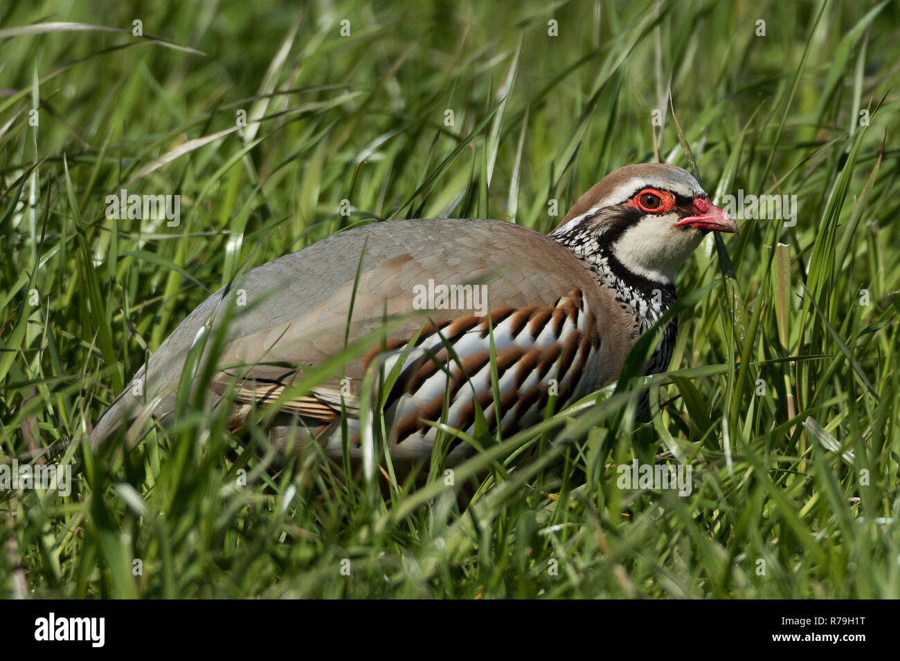 French Red Legged Partridge Alectoris High Resolution Stock Photography ...