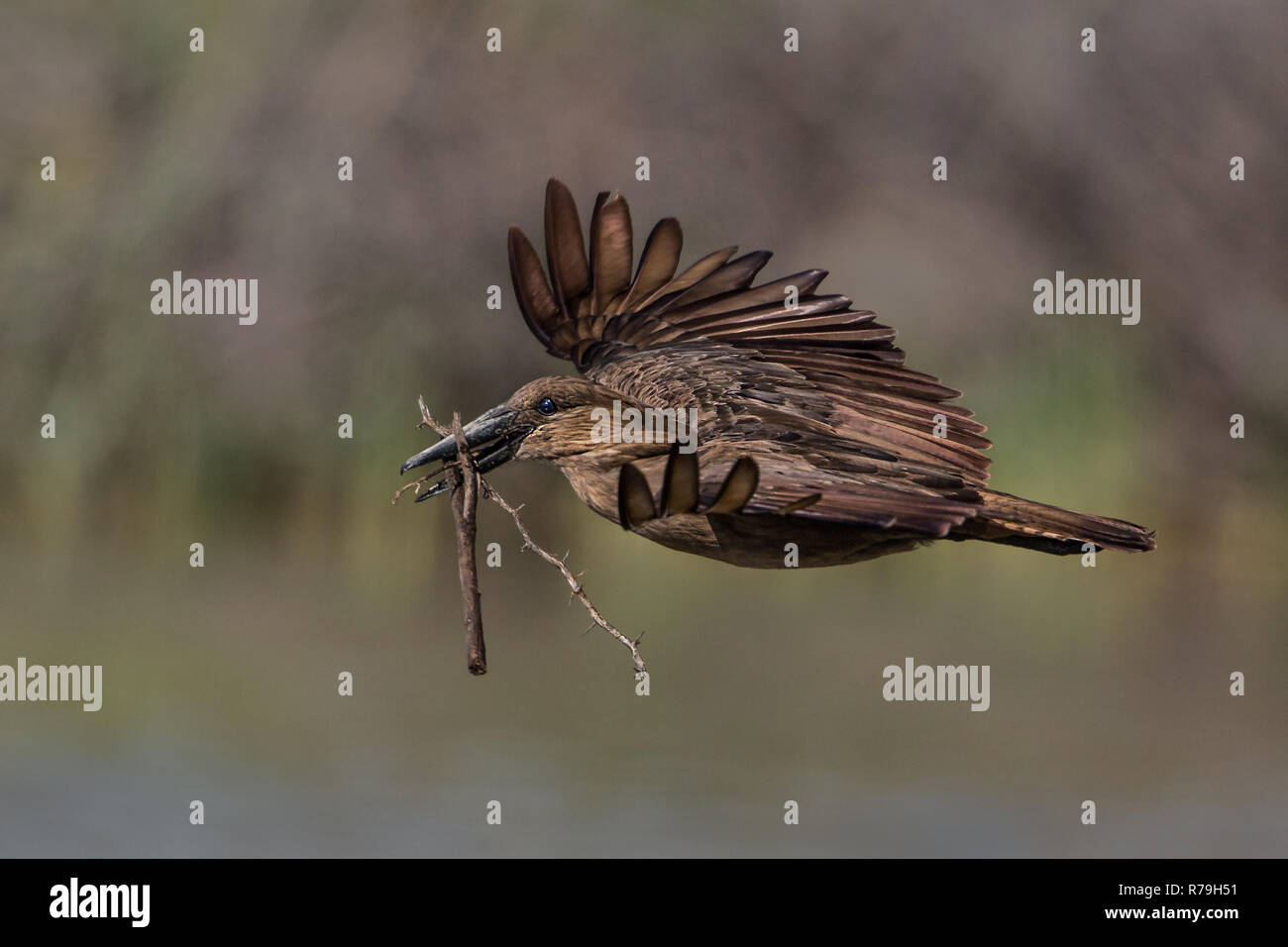 Hamerkop nest hi-res stock photography and images - Alamy
