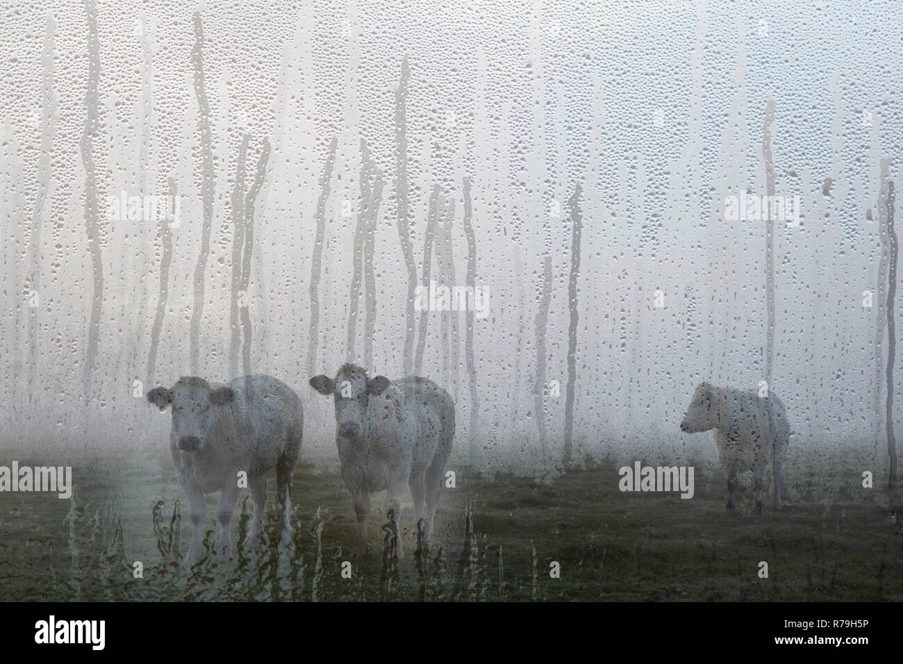 Farm cows rain hi-res stock photography and images - Alamy