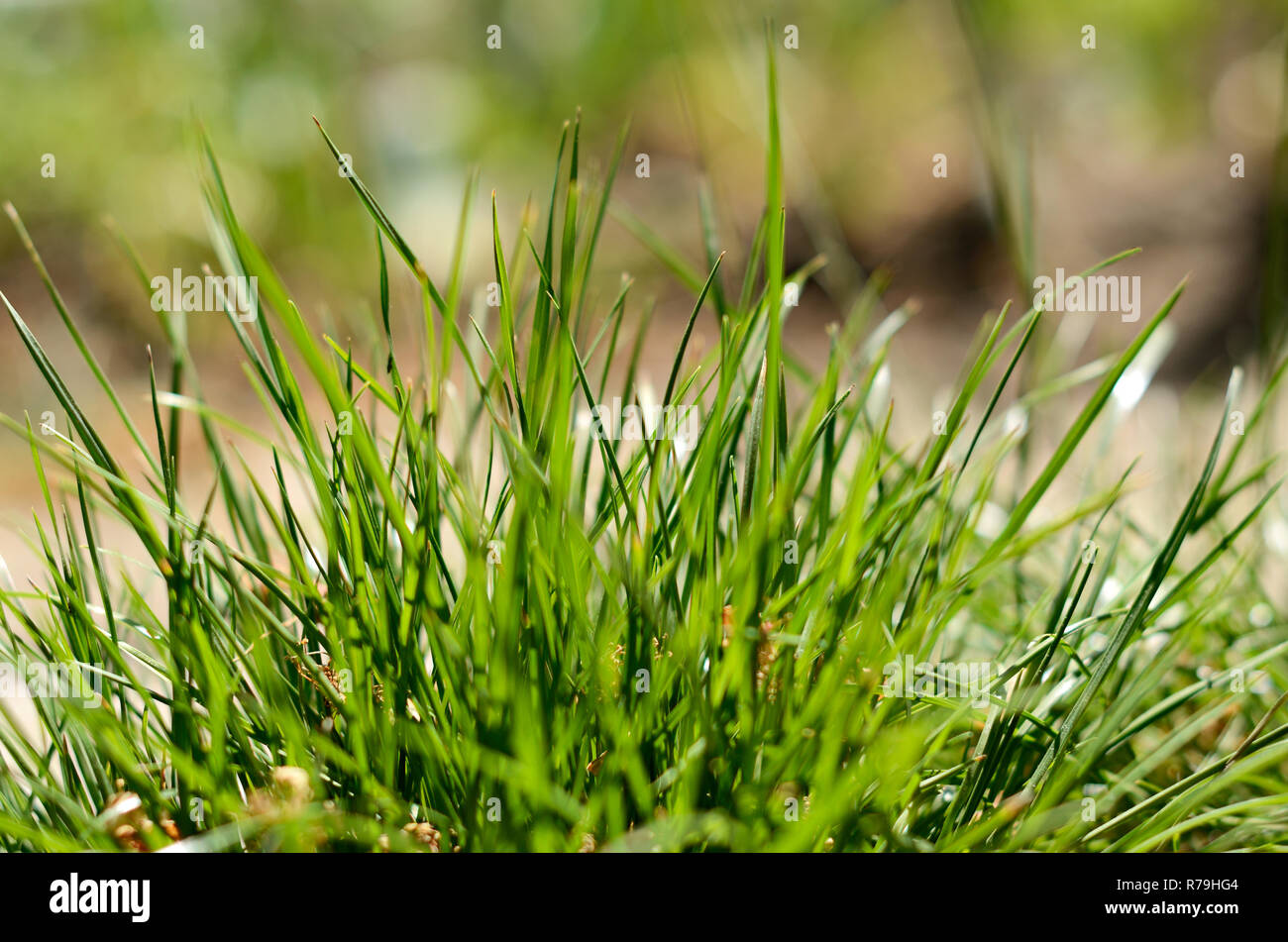 Grass bush hi-res stock photography and images - Alamy
