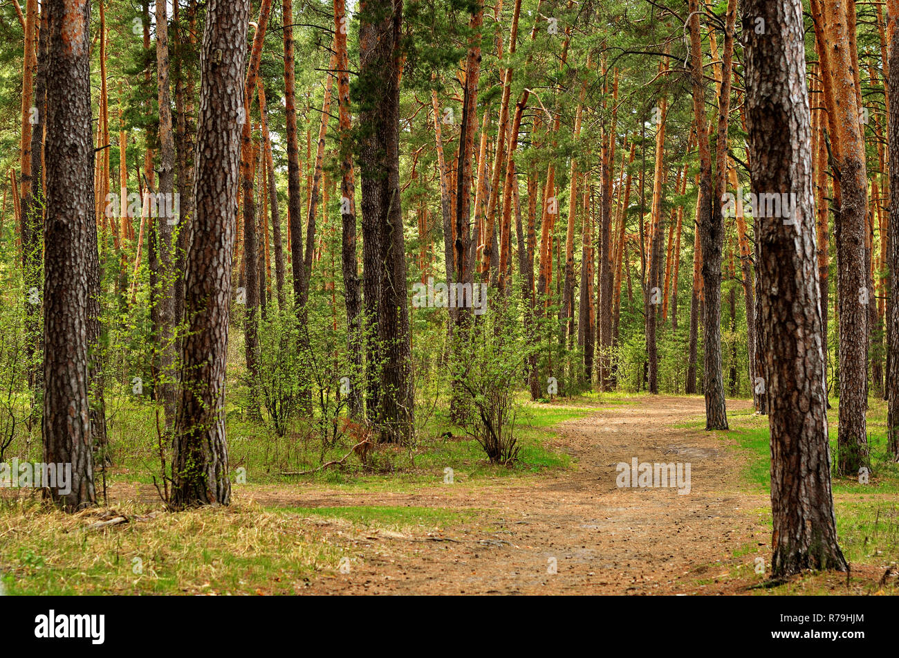 Walking path in a green spring forest Stock Photo - Alamy