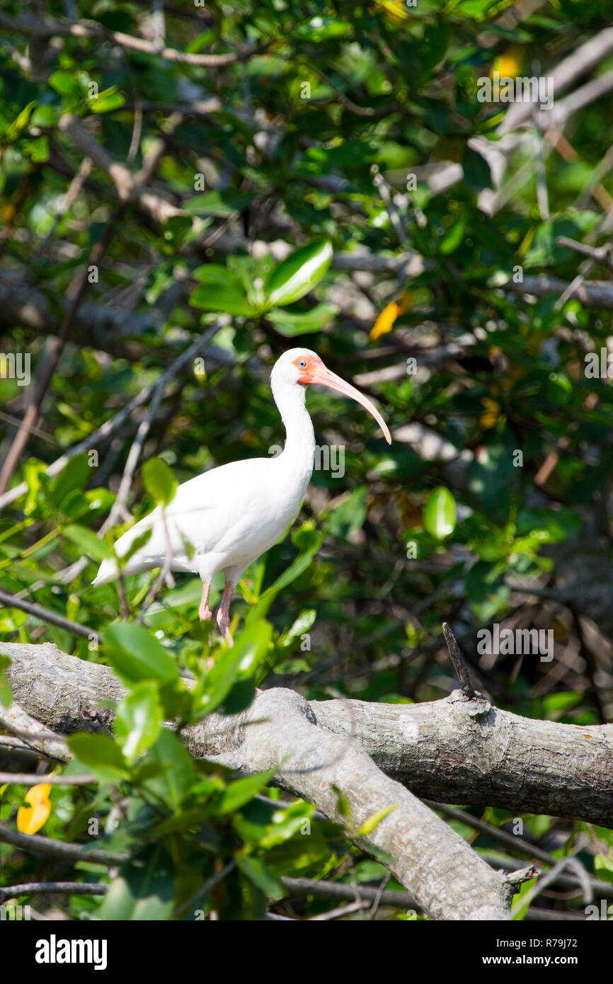 American white ibis hi-res stock photography and images - Alamy