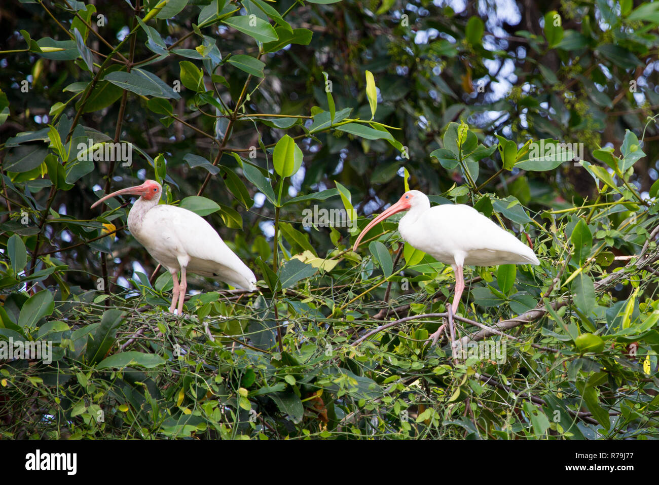 American white ibis hi-res stock photography and images - Alamy