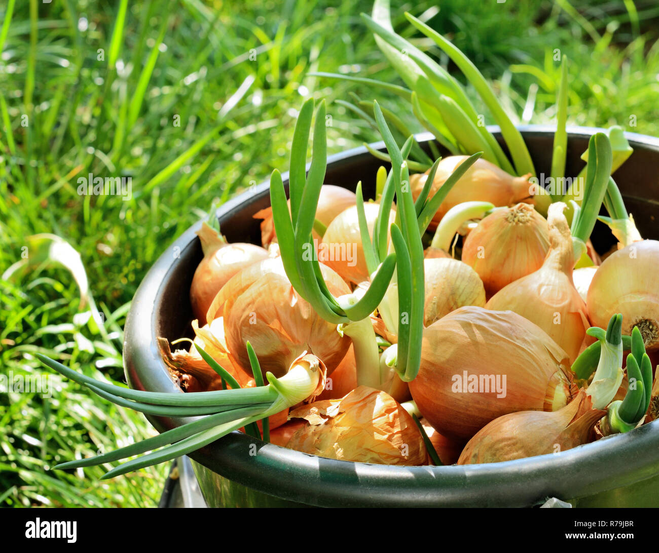 Sprouting onions hi-res stock photography and images - Alamy