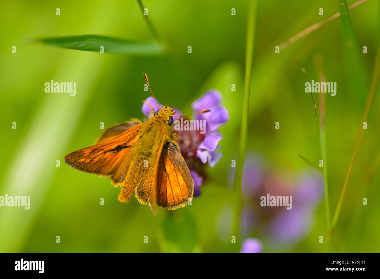 Thick headed butterfly hi-res stock photography and images - Alamy