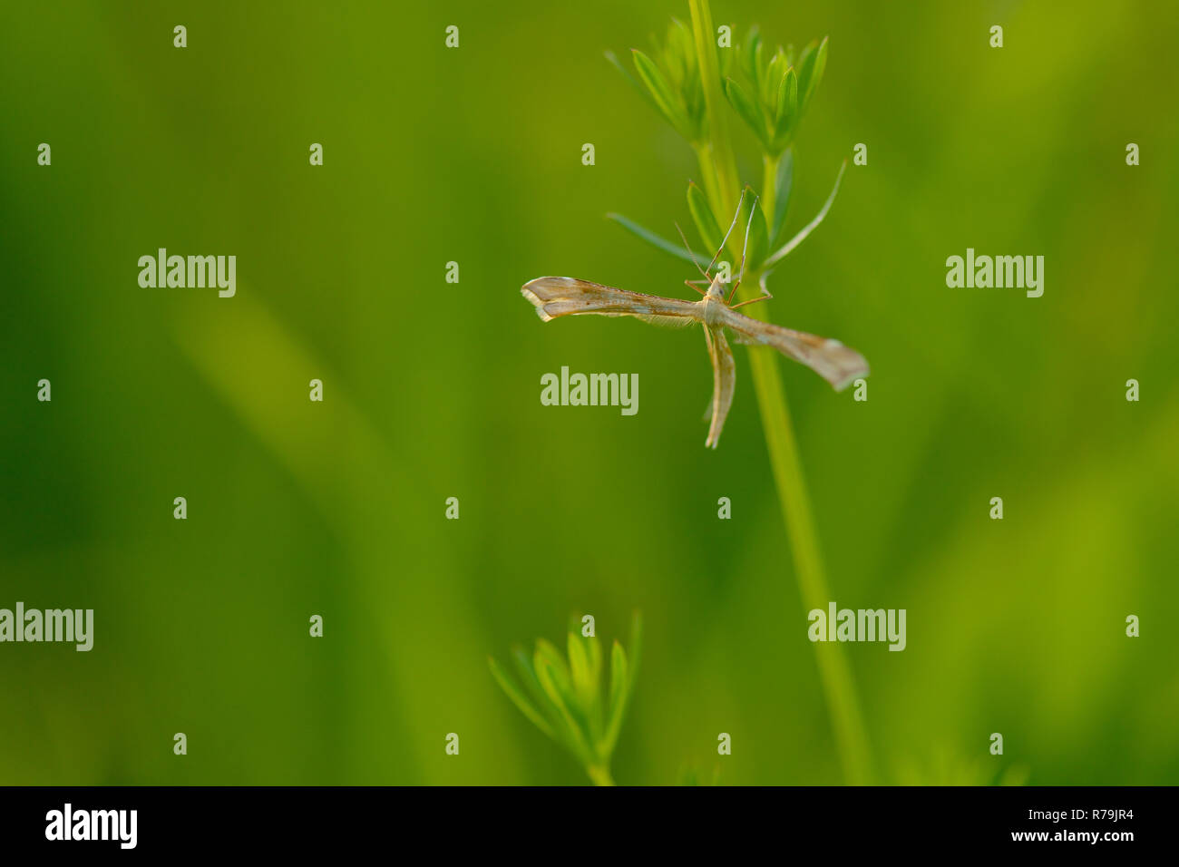feather moth on a blade of grass Stock Photo - Alamy