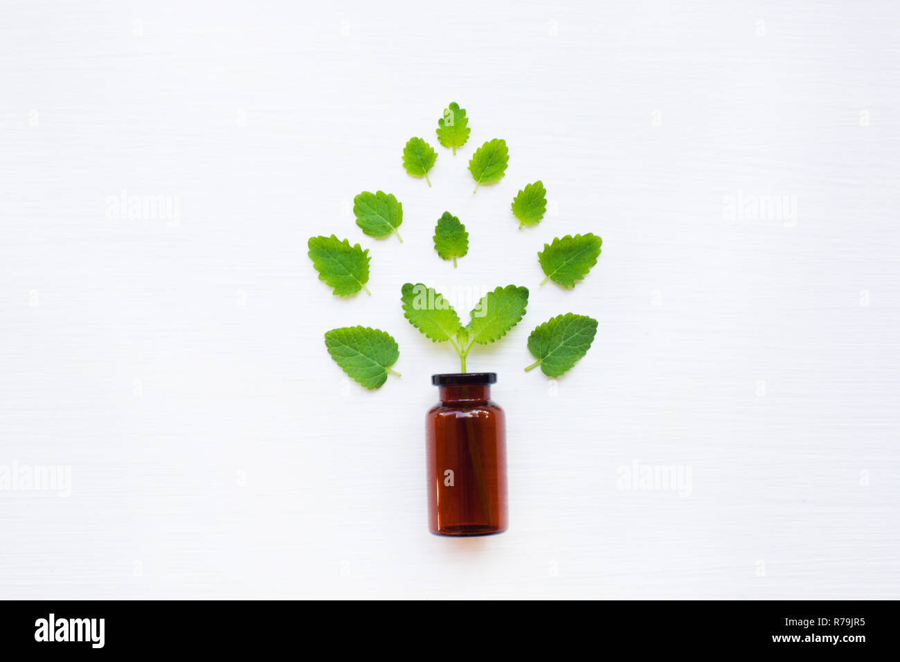 A bottle of melissa lemon balm essential oil with fresh leaves Stock ...