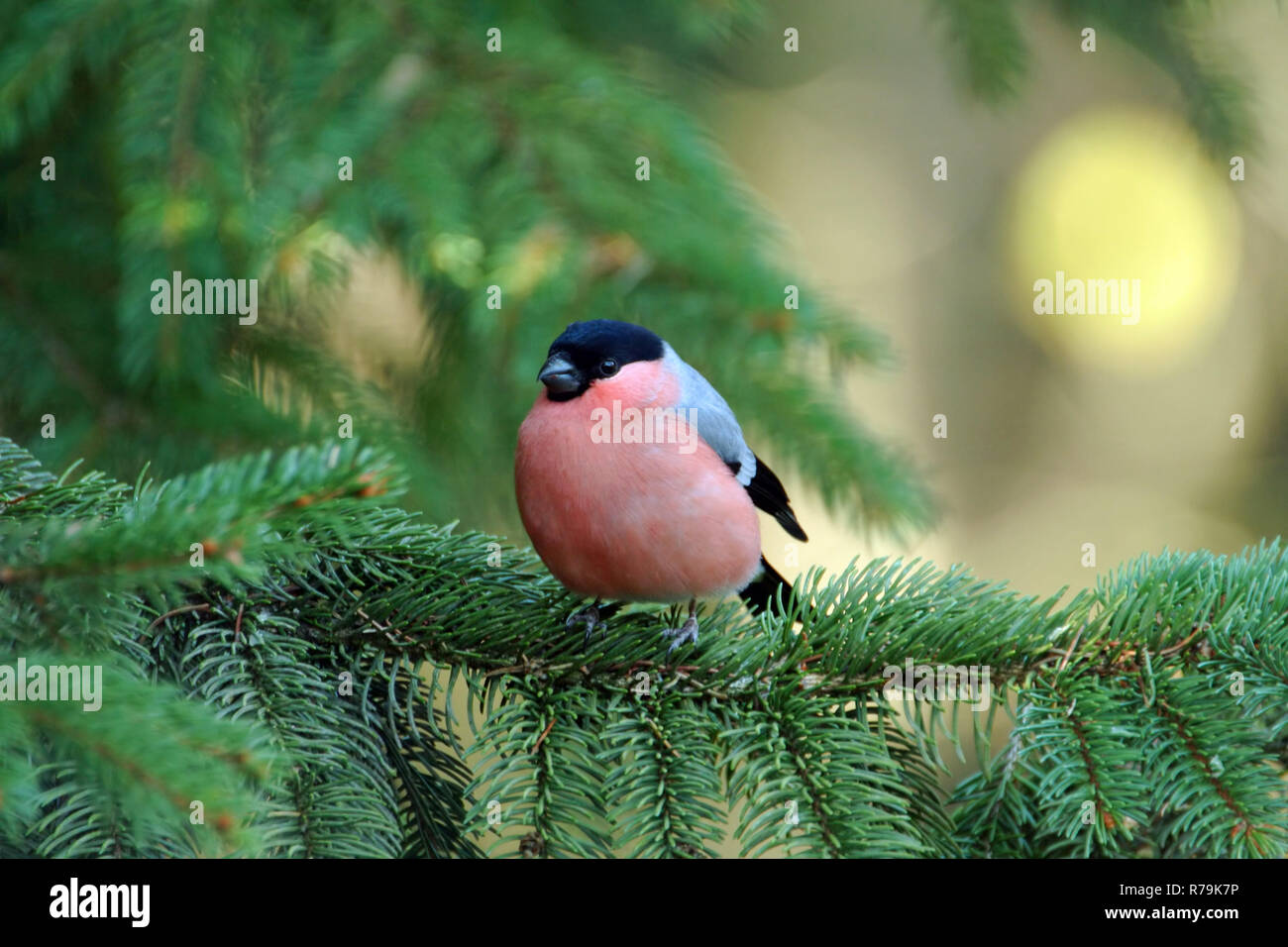 Bullfinch Singing High Resolution Stock Photography and Images - Alamy