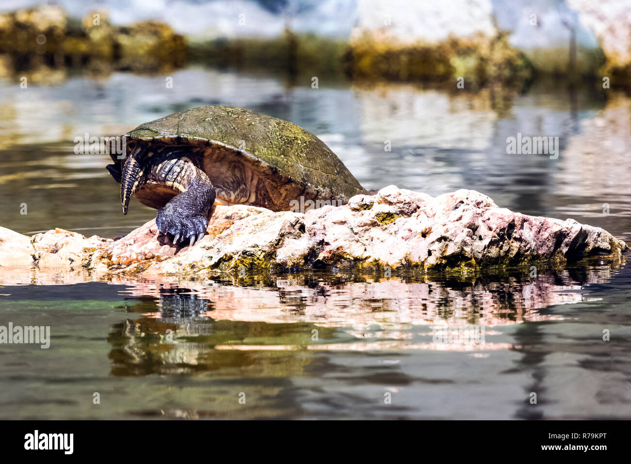 Cuban slider (Trachemys decussata), turtle native to Cuba - Peninsula ...