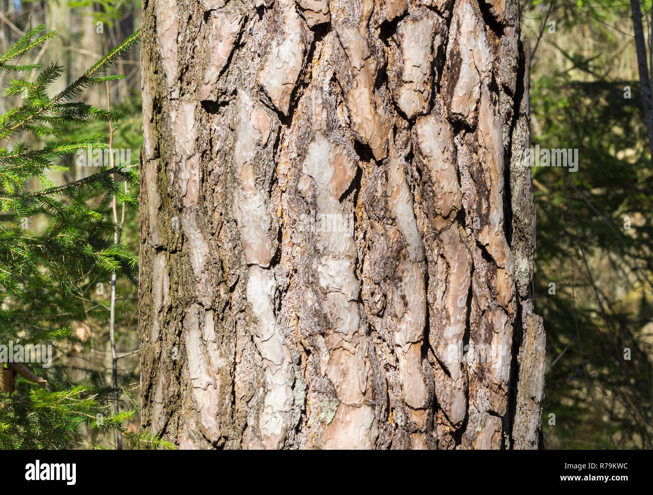 Lodgepole Pine Bark