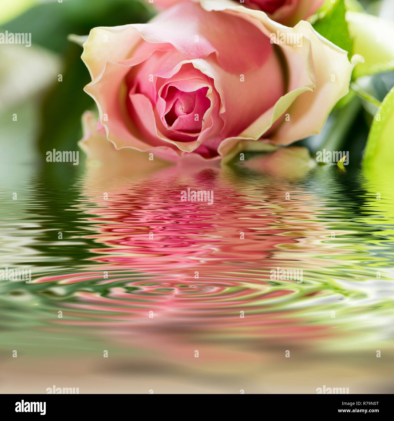 Salmon colored roses hi-res stock photography and images - Alamy