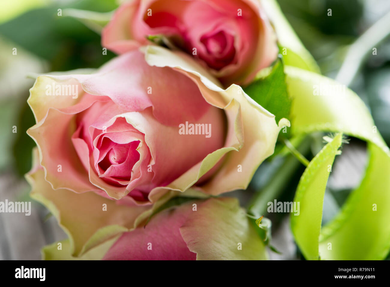 Salmon colored petals hi-res stock photography and images - Alamy
