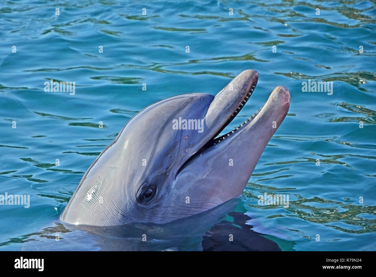 relaxation dolphin emerged from the water and smile. Sunny day in the ...